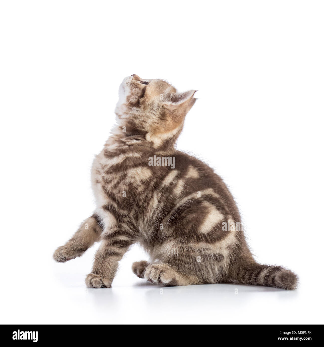 playful baby cat side view isolated on white background Stock Photo - Alamy