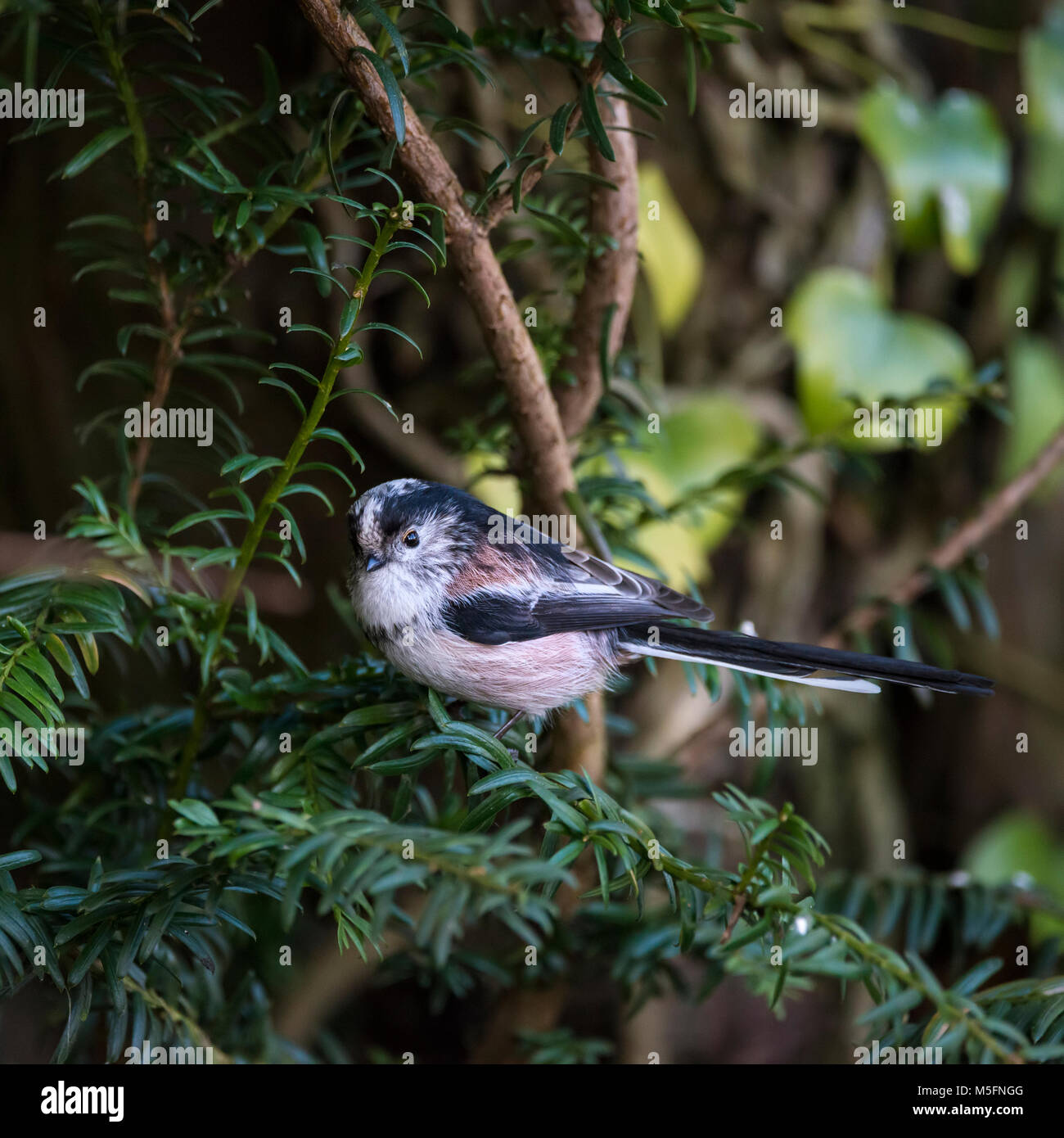Beautiful portrait of Long Tailed Tit Aegithalos Caudatus bird in ...