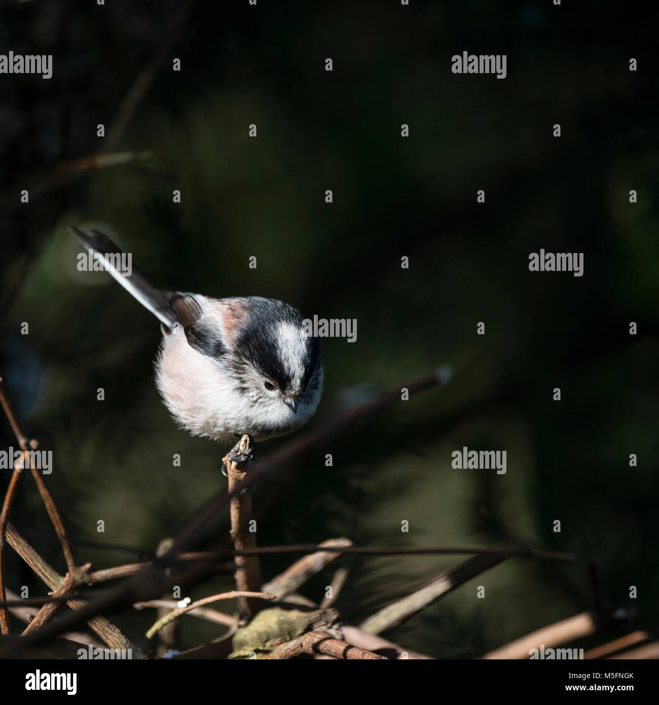Beautiful portrait of Long Tailed Tit Aegithalos Caudatus bird in ...