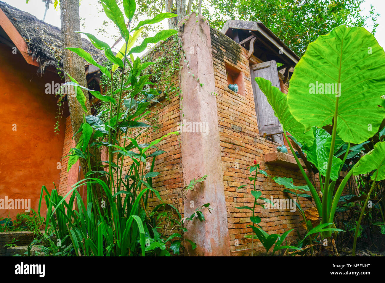Large green tropical foliage beside rustic home Stock Photo - Alamy