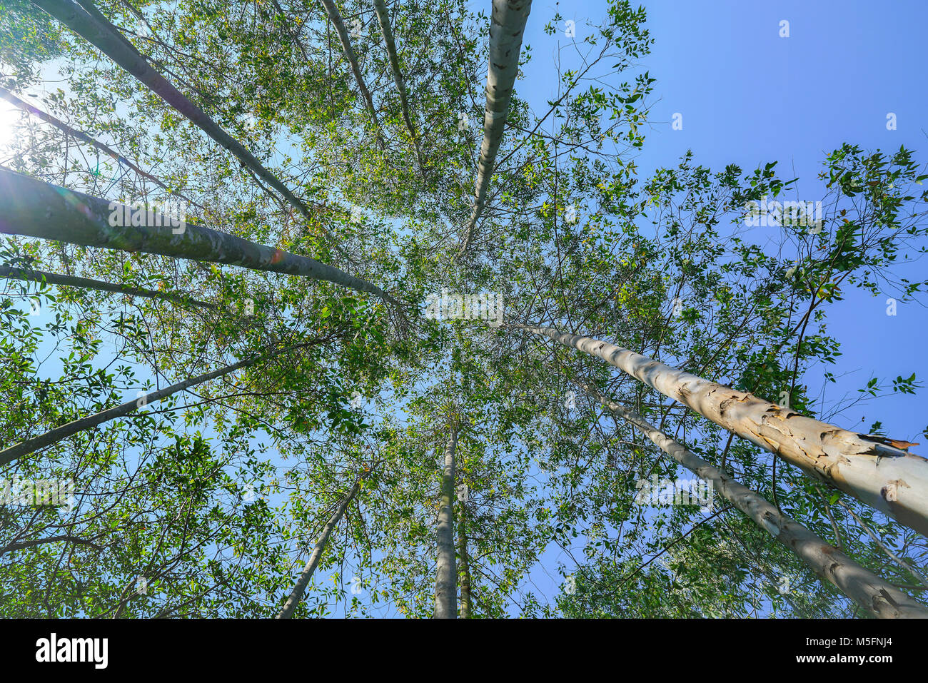 Tall trees rising skyward converging skyward with green leaves beyond ...
