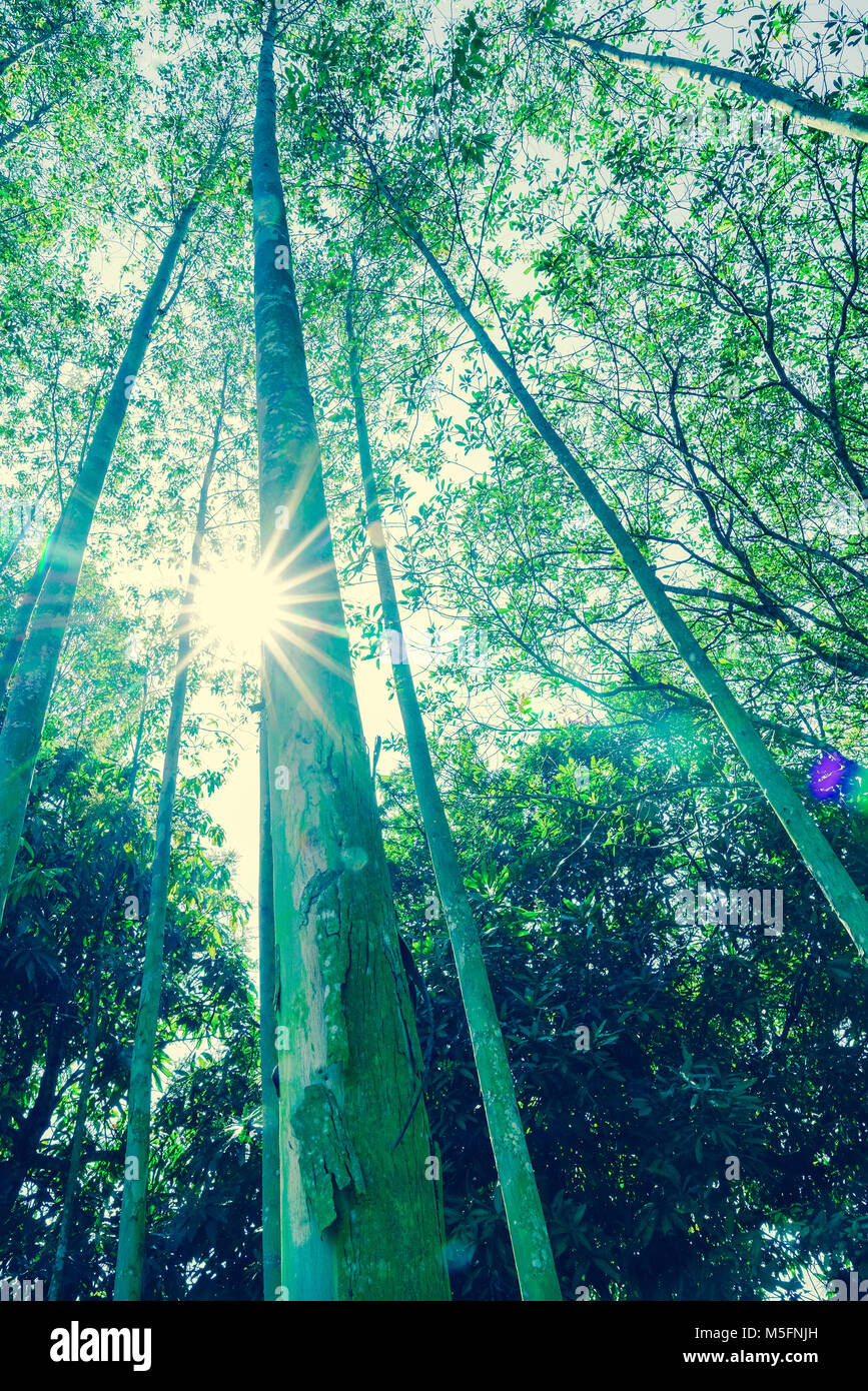 Old-fashioned or retro faded effect tall trees rising skyward ...