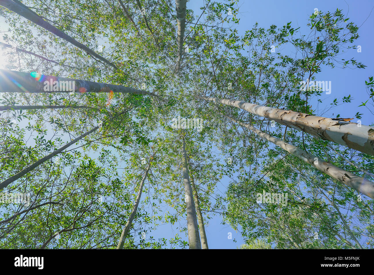 Tall trees rising skyward converging skyward with green leaves beyond ...