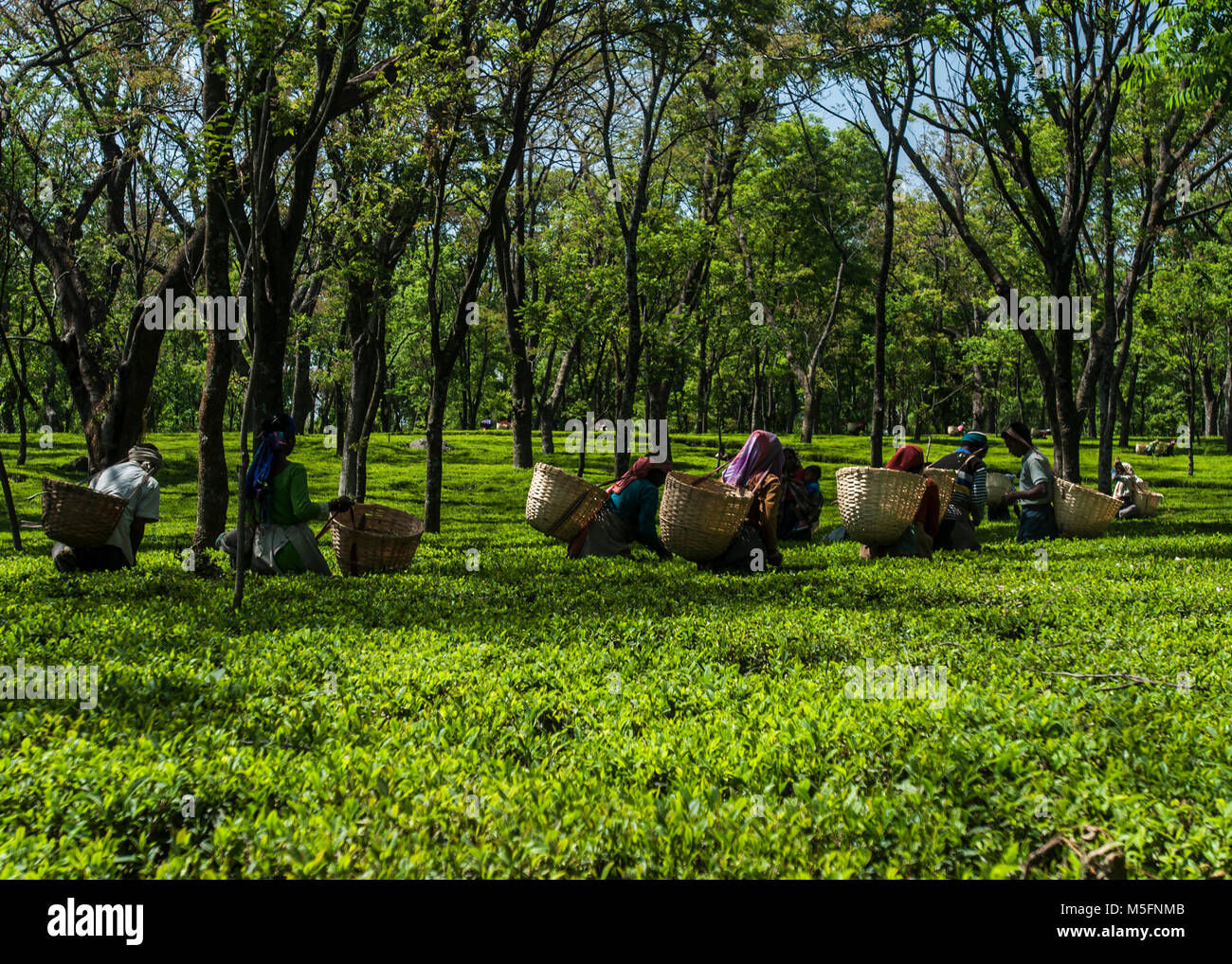 Kangra himachal tea hi-res stock photography and images - Alamy