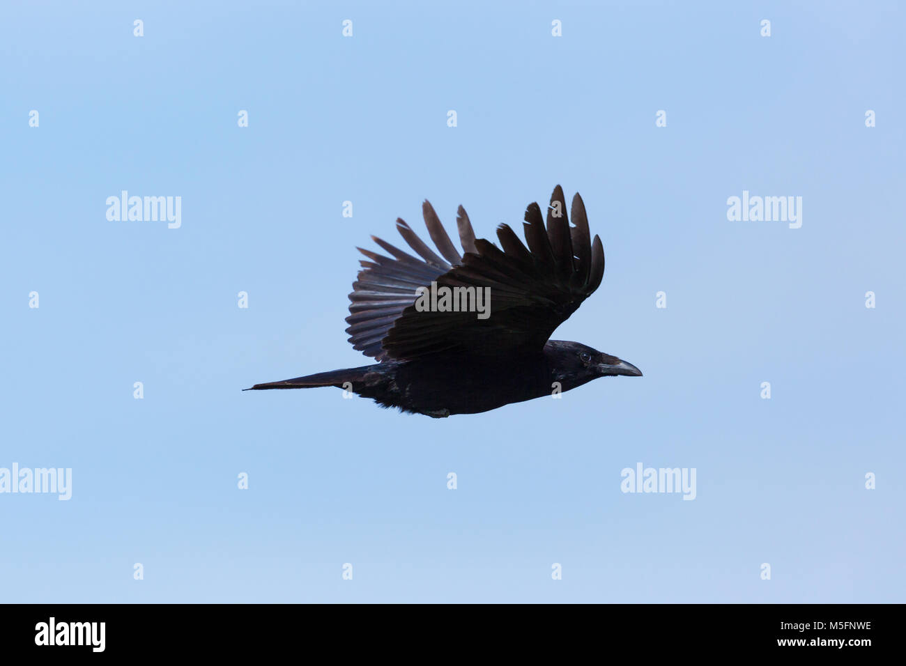 side view portrait natural carrion crow (corvus corone) in flight, blue ...