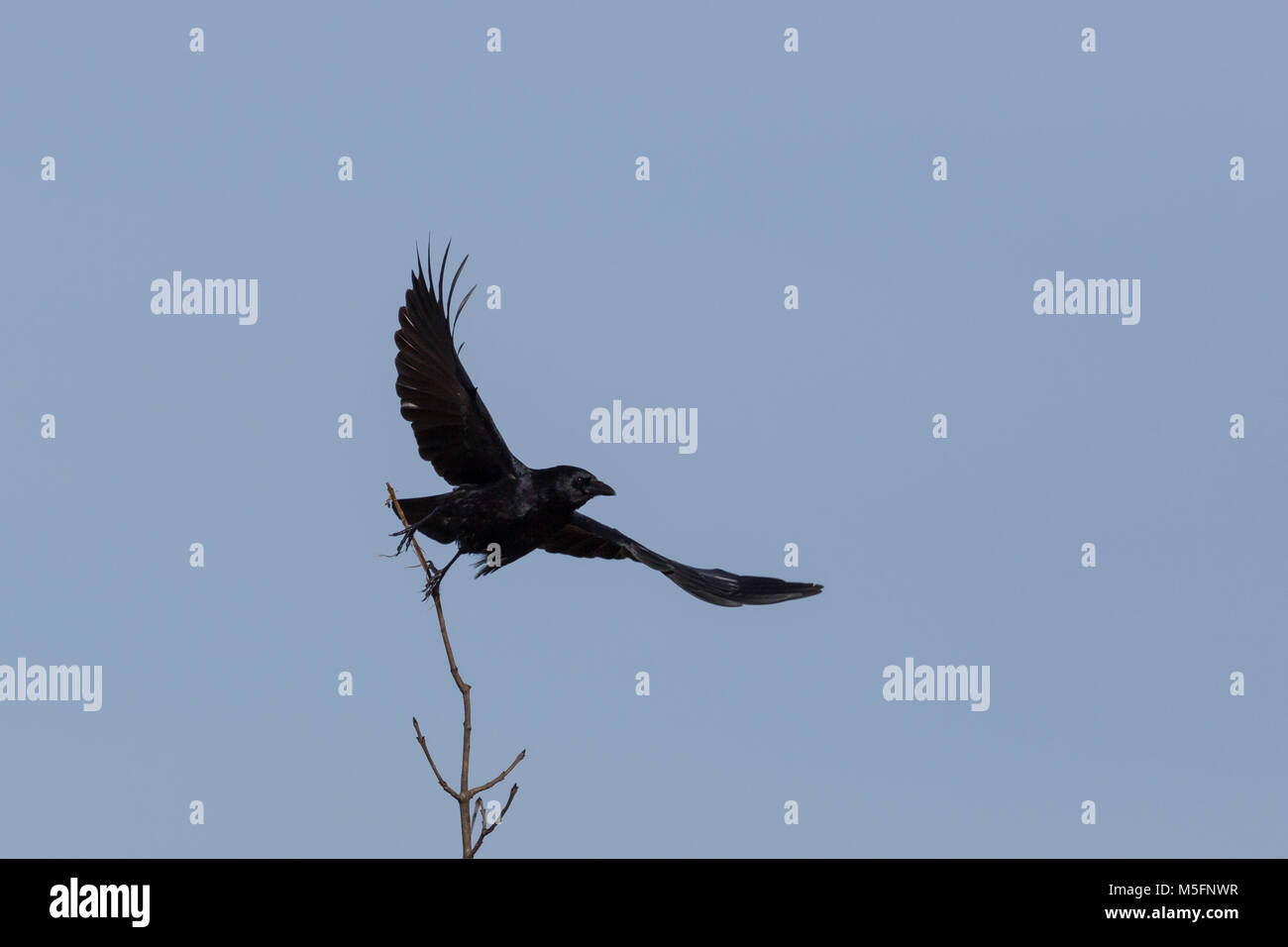 natural carrion crow (corvus corone) taking off from branch, blue sky ...