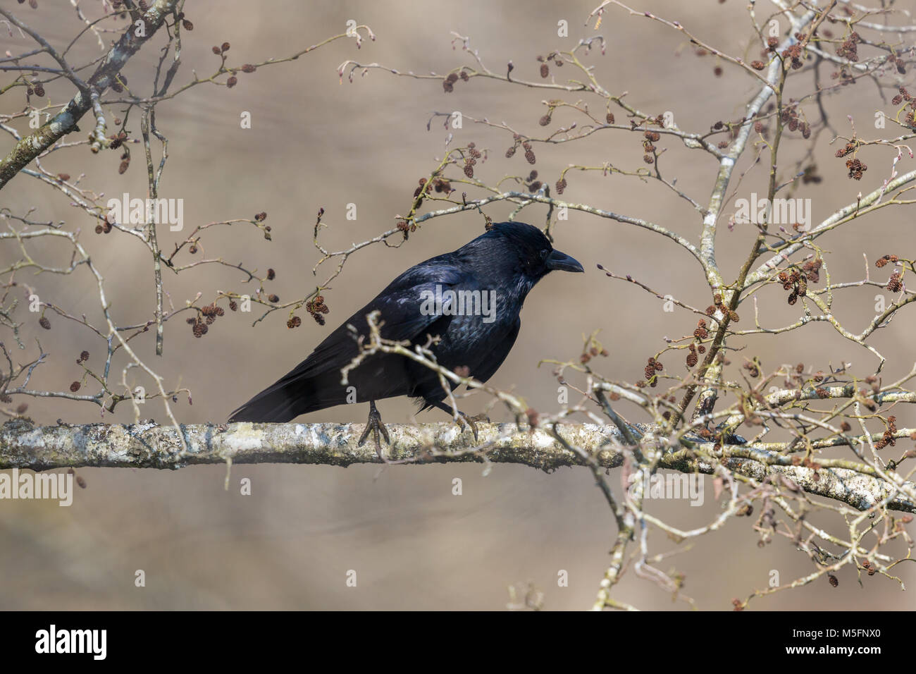 natural carrion crow raven (corvus corone) sitting on tree branch Stock ...