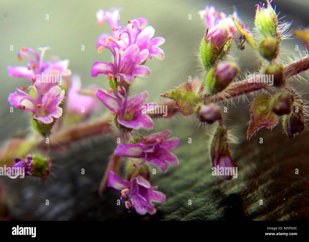 ,thulasi hi-res stock photography and images - Alamy