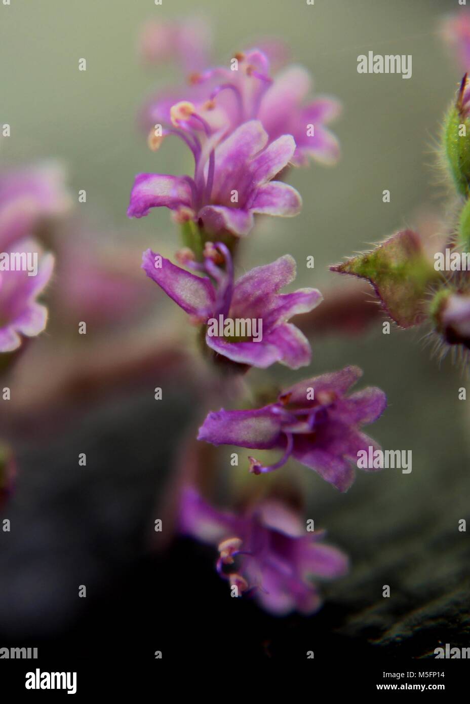 Tulsi plant flowering hi-res stock photography and images - Alamy