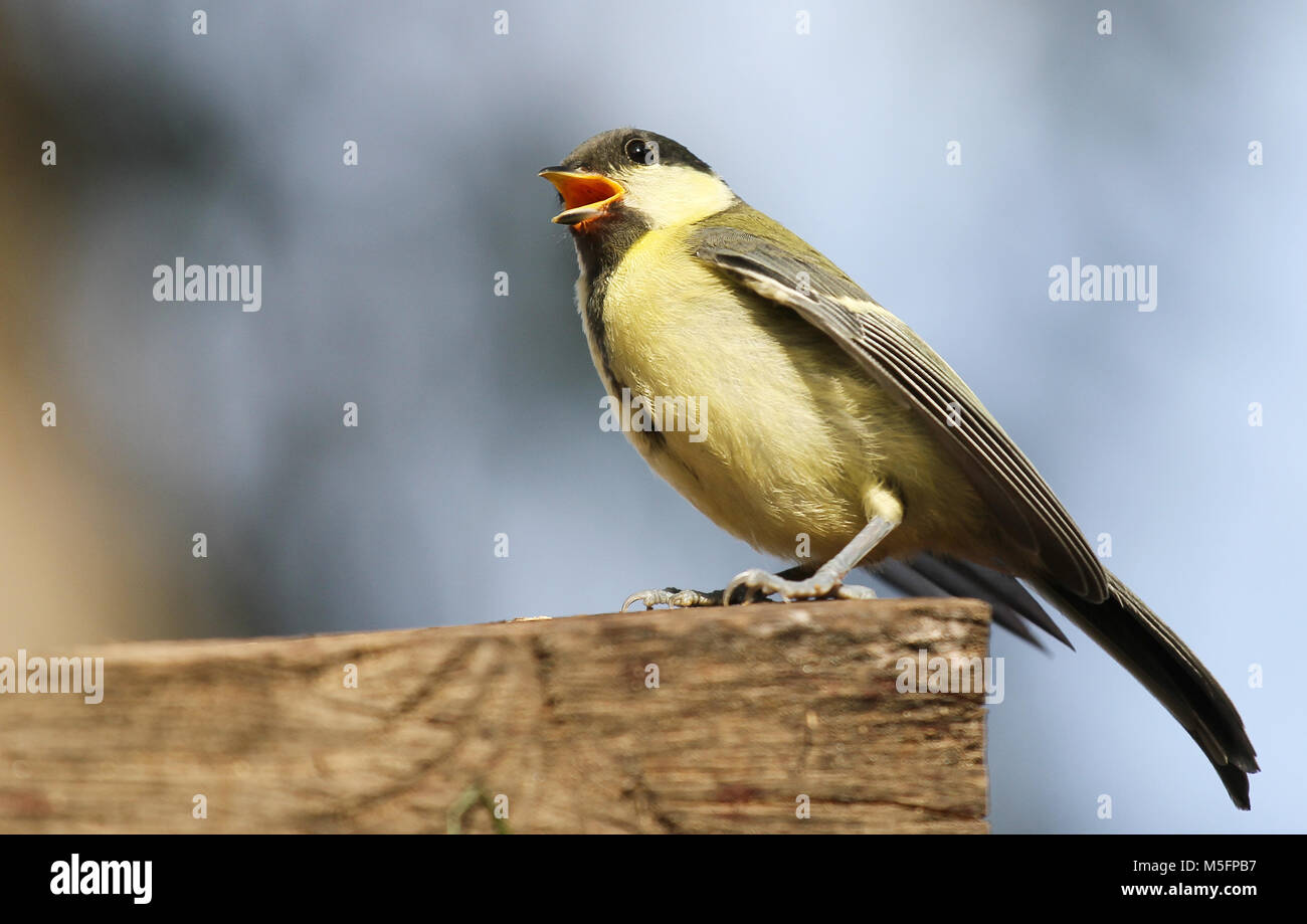 Paridae hi-res stock photography and images - Alamy