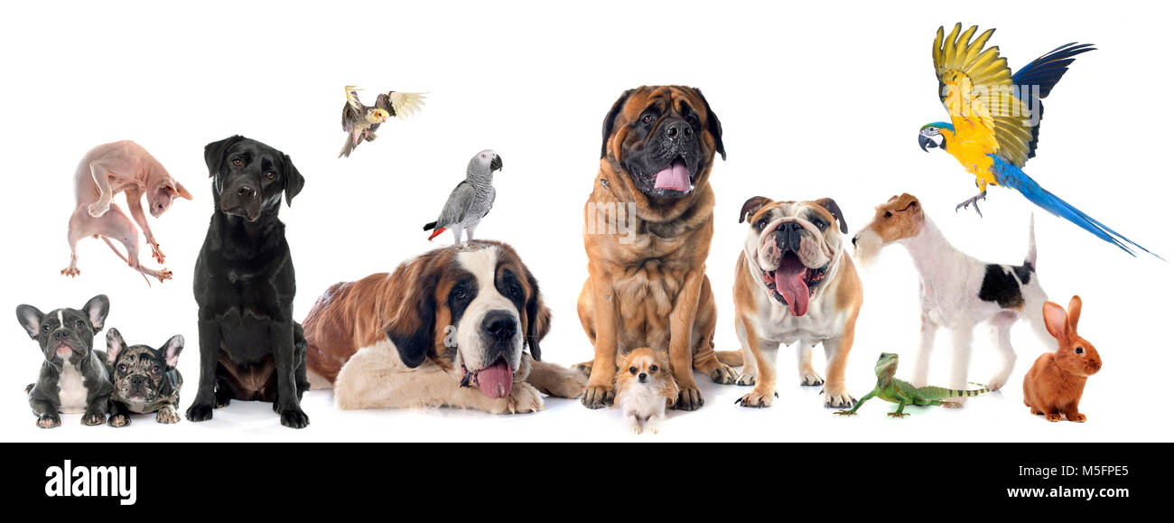 group of pet in front of white background Stock Photo - Alamy