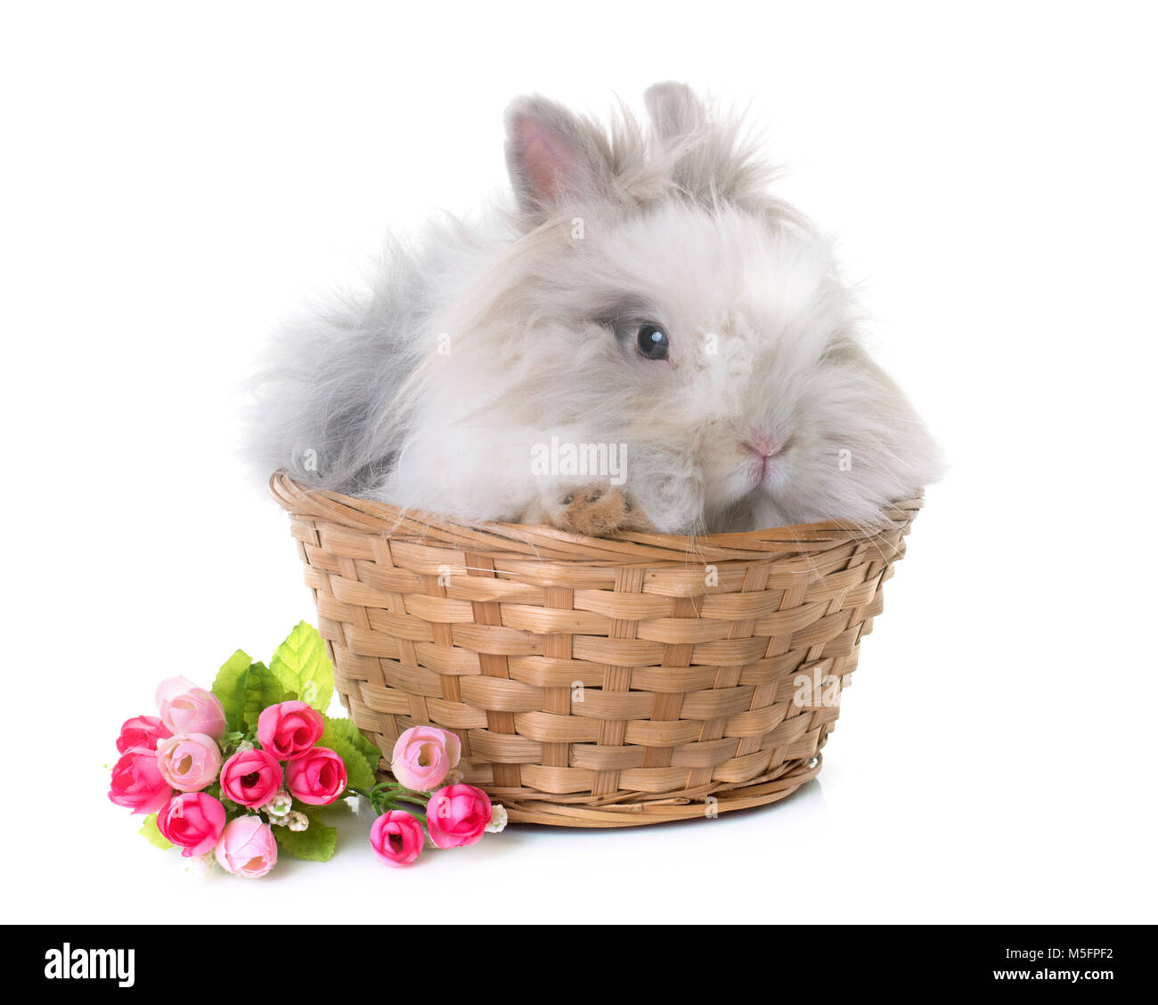dwarf rabbit in front of white background Stock Photo - Alamy