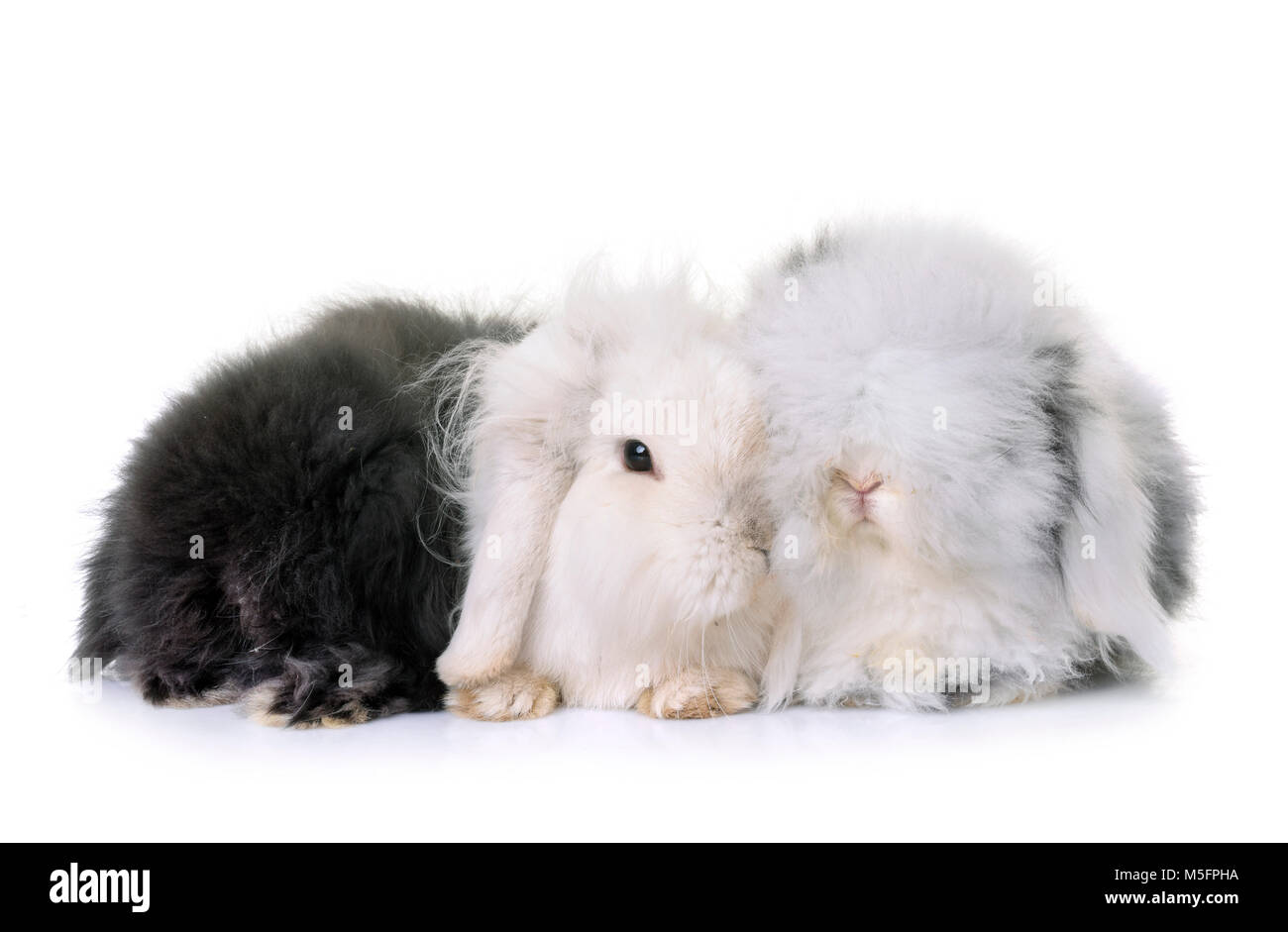 lop-eared rabbits in front of white background Stock Photo - Alamy