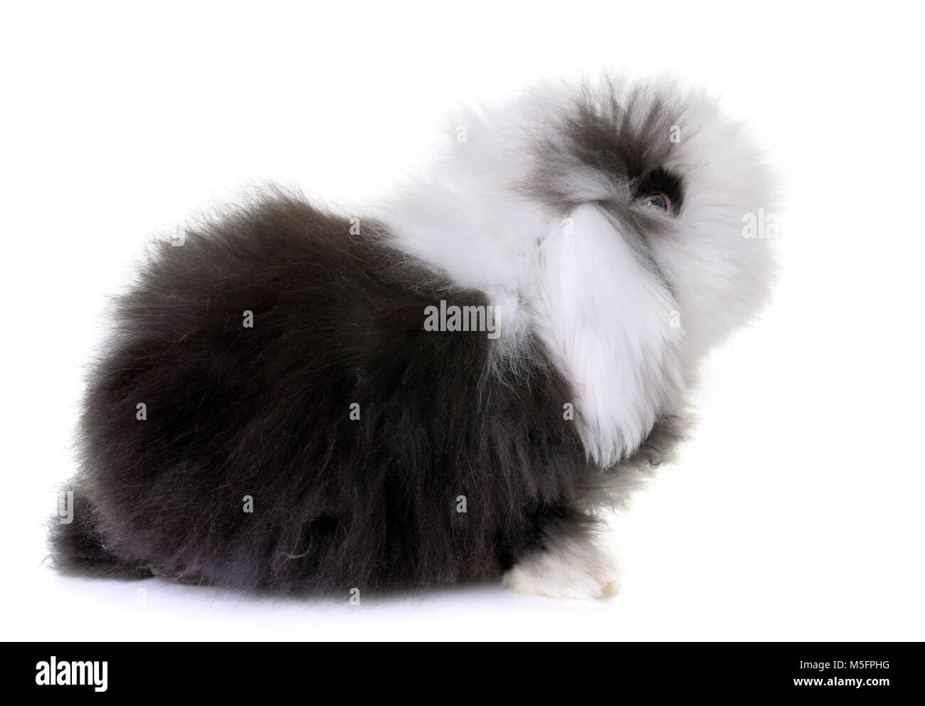 lop-eared rabbit in front of white background Stock Photo - Alamy