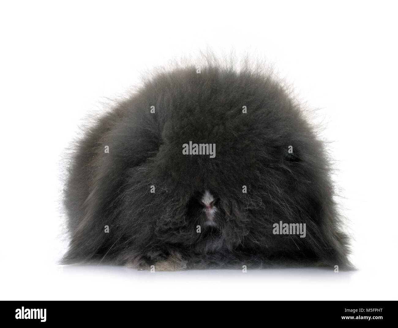lop-eared rabbit in front of white background Stock Photo - Alamy