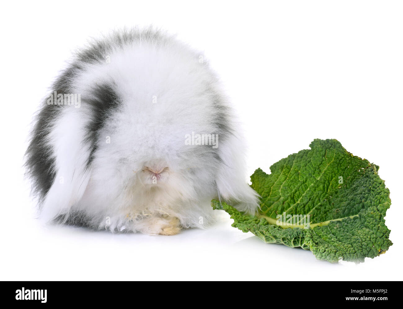 Black long eared rabbit hi-res stock photography and images - Alamy