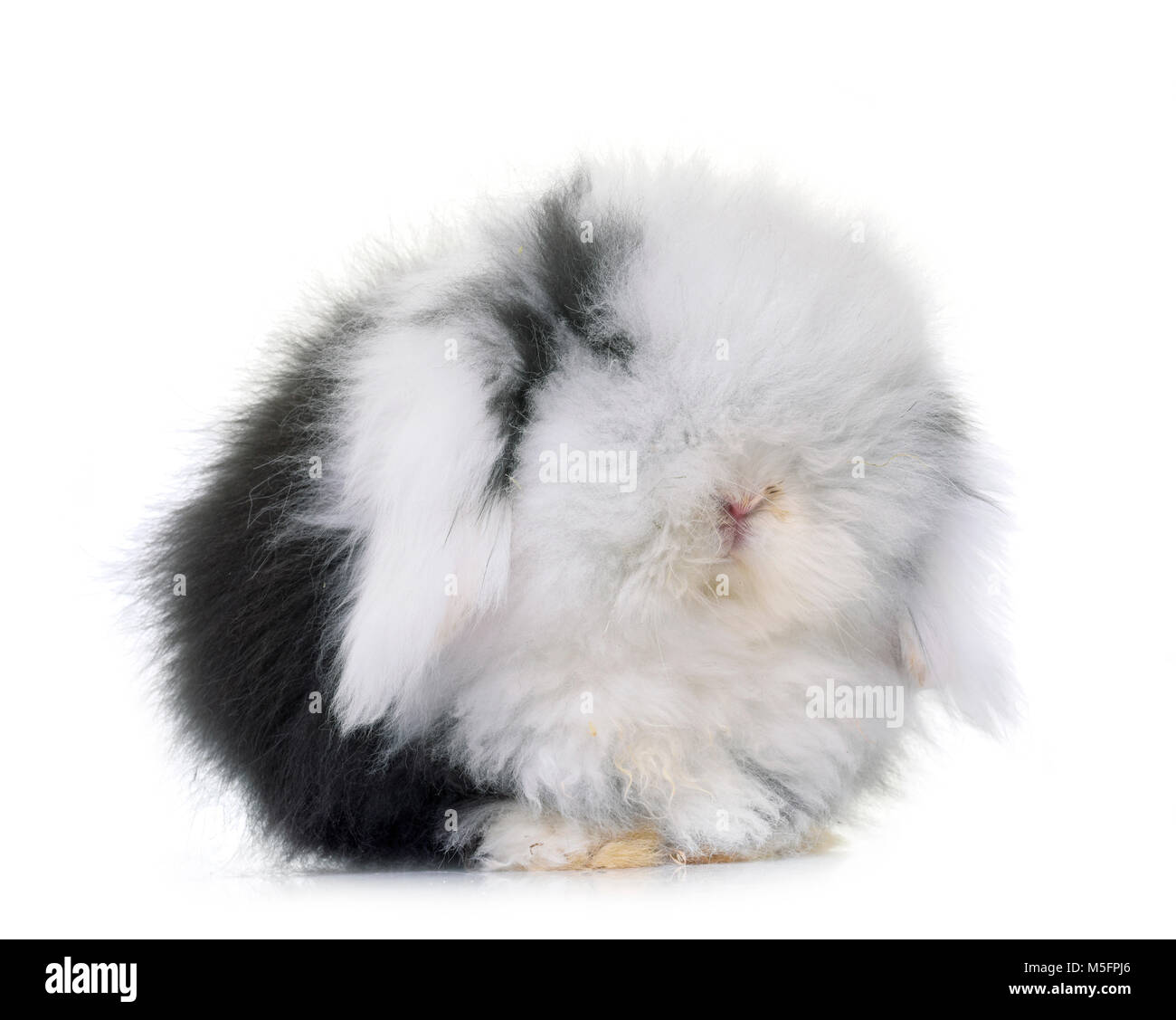 lop-eared rabbits in front of white background Stock Photo - Alamy
