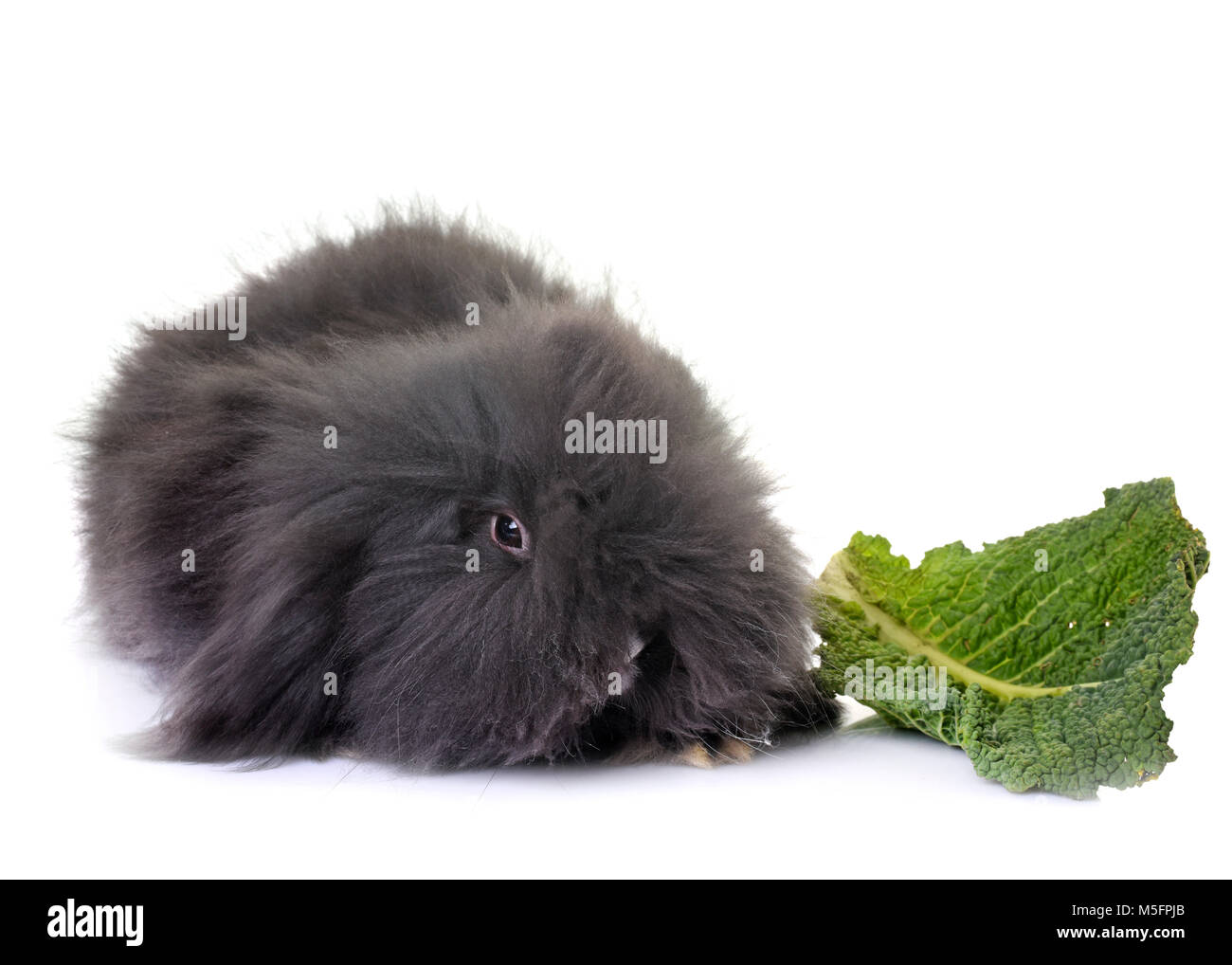 Black And White Lop Eared Rabbit High Resolution Stock Photography and ...