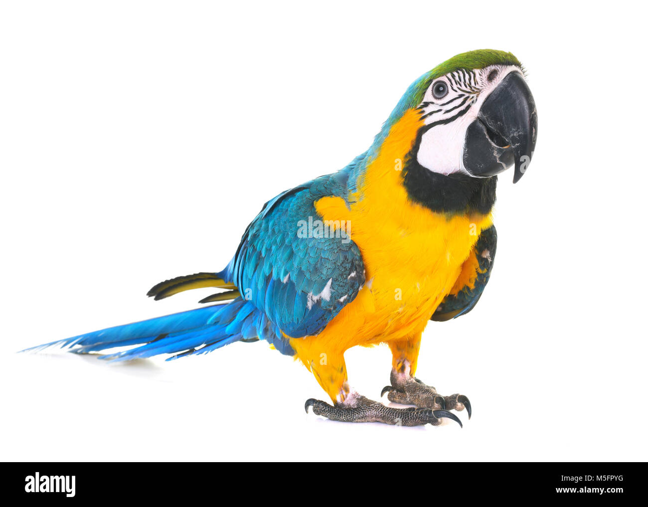 Blue-and-yellow macaw in front of white background Stock Photo - Alamy