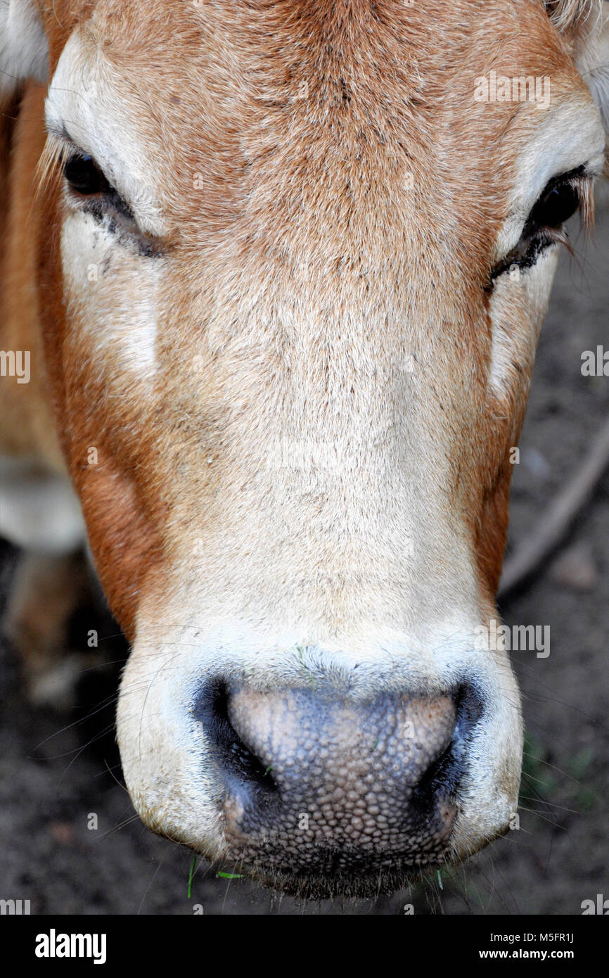 head of a cow close-up in a field Stock Photo - Alamy