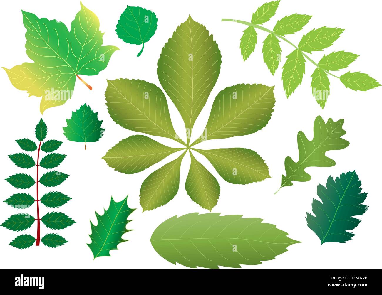 Ten different green leaves Stock Vector Image & Art - Alamy Ten different green leaves Stock Vector Image & Art - Alamy