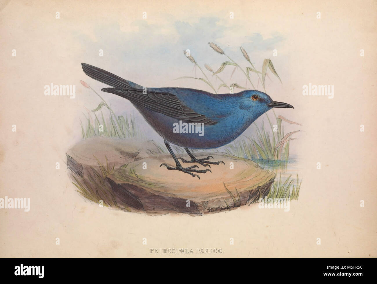 DUKHUN ROCK THRUSH - British color engraving - 1847 Stock Photo - Alamy