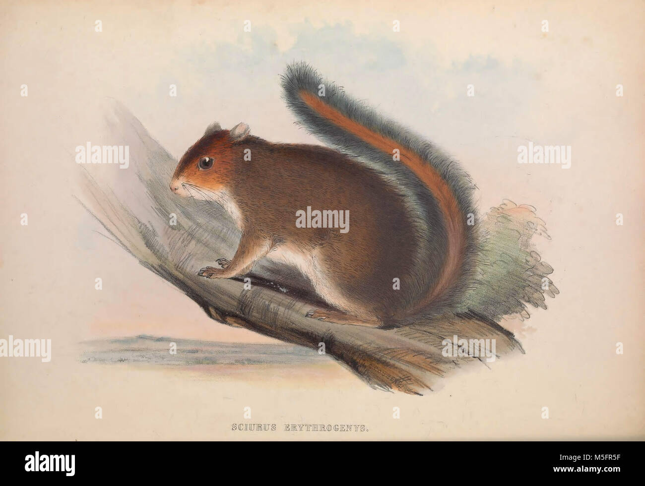 RED-CHEEKED SQUIRREL - British color engraving - 1847 Stock Photo - Alamy
