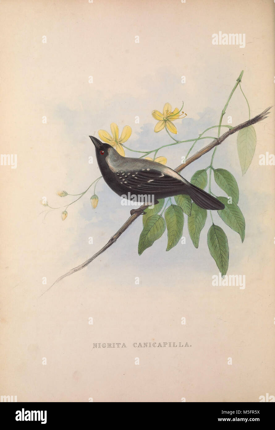 GENUS NIGRITA - British color engraving - 1847 Stock Photo - Alamy