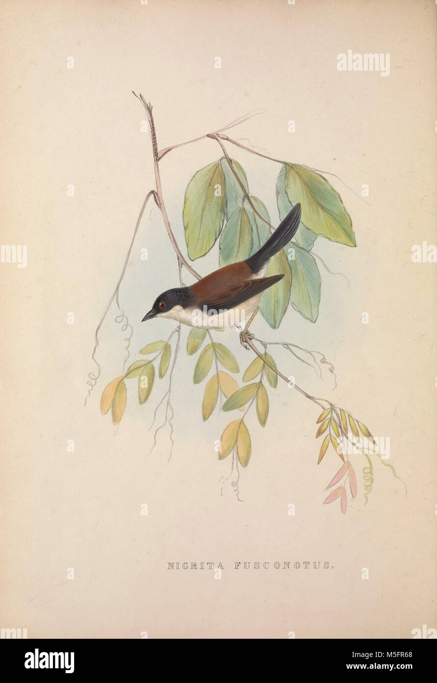 BROWN-BACKED FINCH - British color engraving - 1847 Stock Photo - Alamy