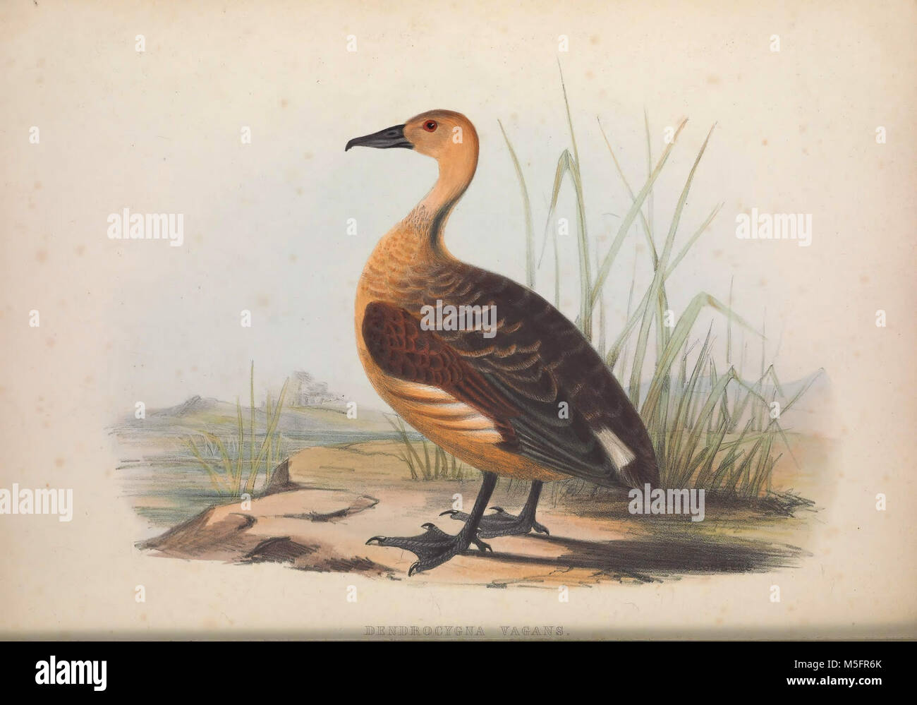 EYTON’S WHISTLING DUCK - British color engraving - 1847 Stock Photo - Alamy