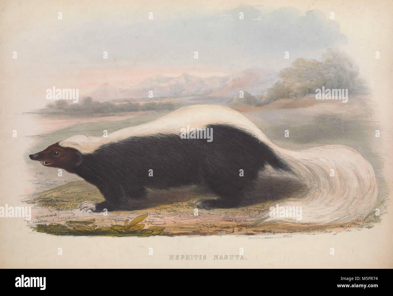 LONG-NOSED SKUNK - British color engraving - 1847 Stock Photo - Alamy