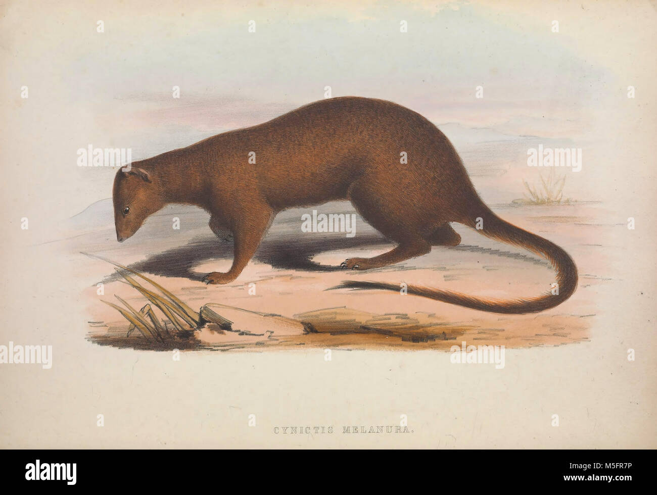 BLACK-TAILED CYNICTIS - British color engraving - 1847 Stock Photo - Alamy