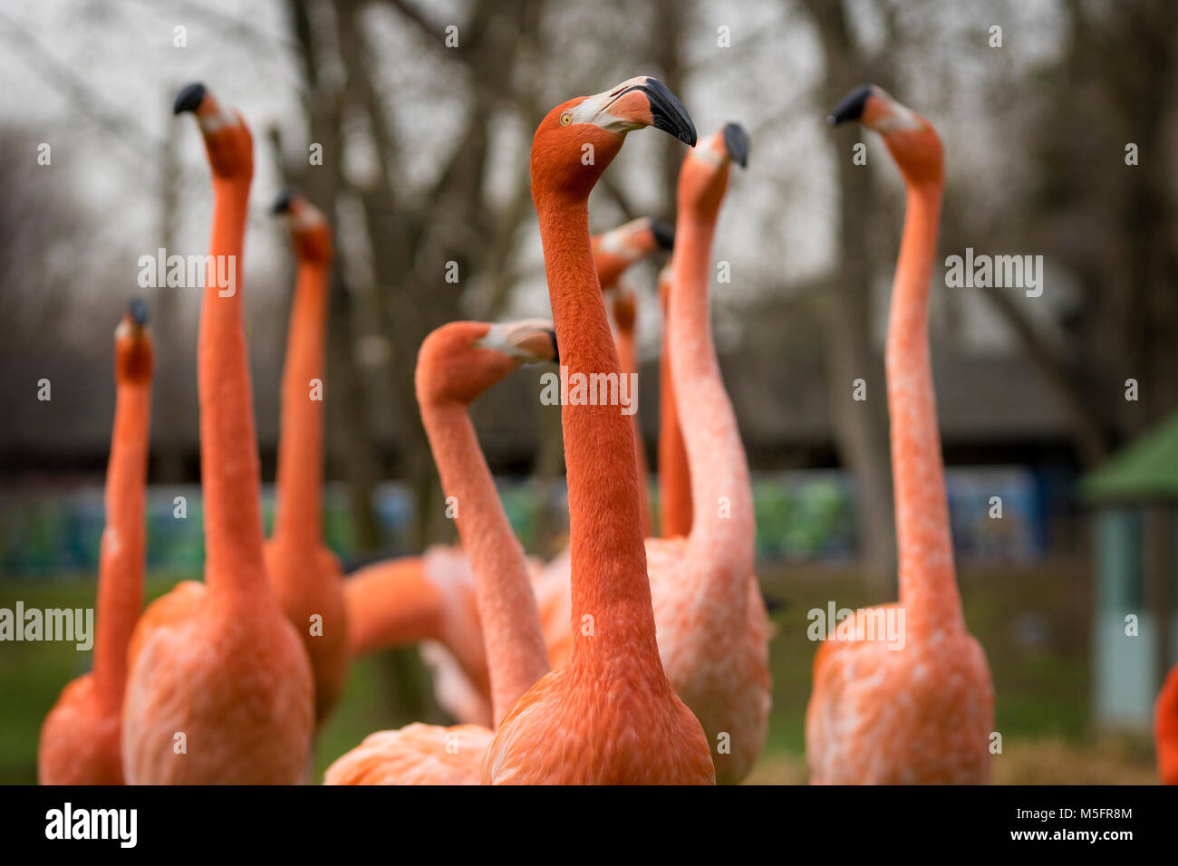 Pluma de grupo hi-res stock photography and images - Alamy