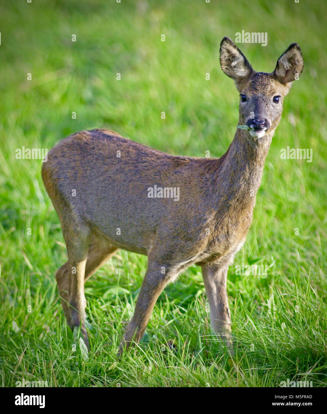 The European roe deer (Capreolus capreolus), also known as the western ...