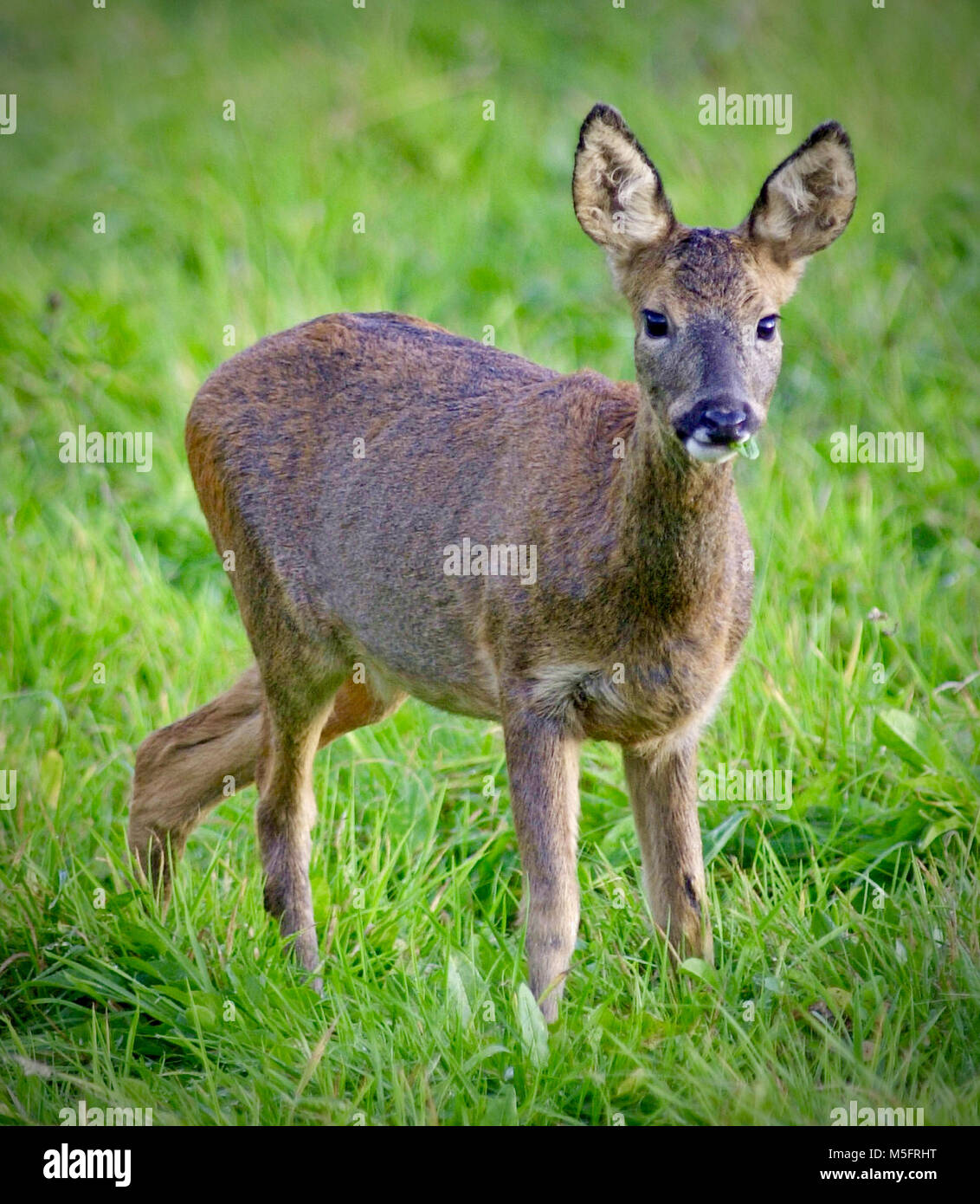 The European roe deer (Capreolus capreolus), also known as the western ...