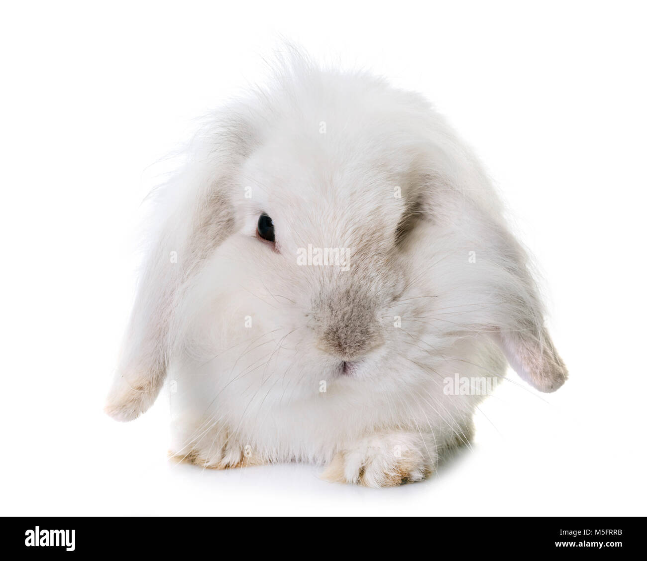 aries rabbit in front of white background Stock Photo - Alamy