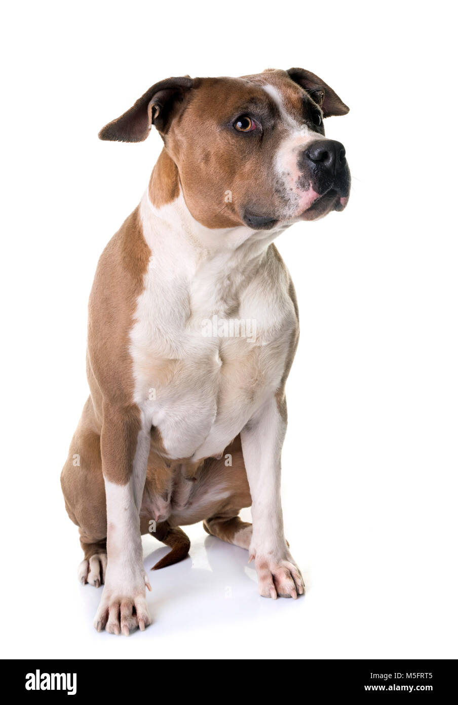 american staffordshire terrier in front of white background Stock Photo ...