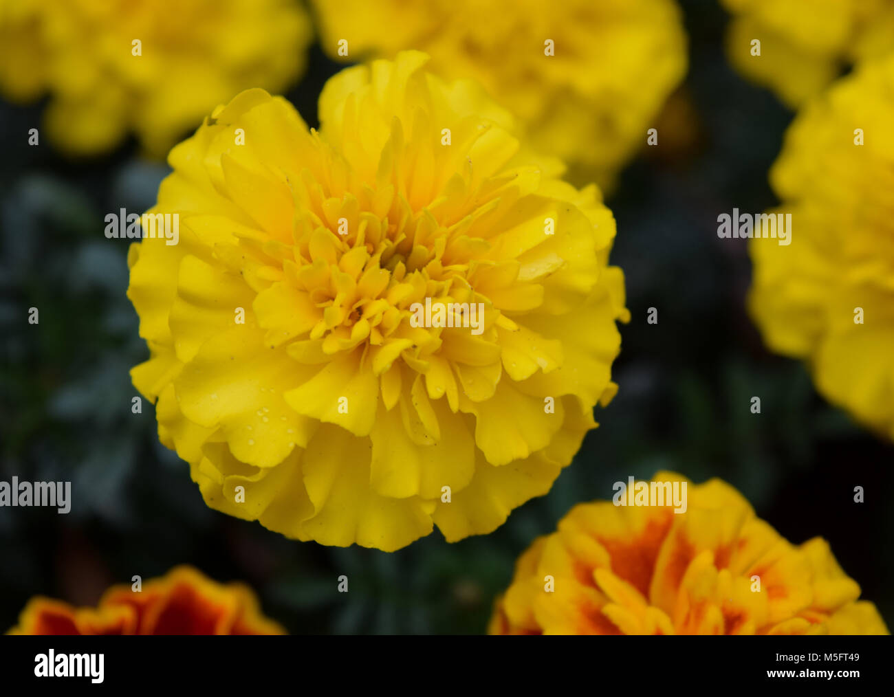 Mexican Marigold Benefits
