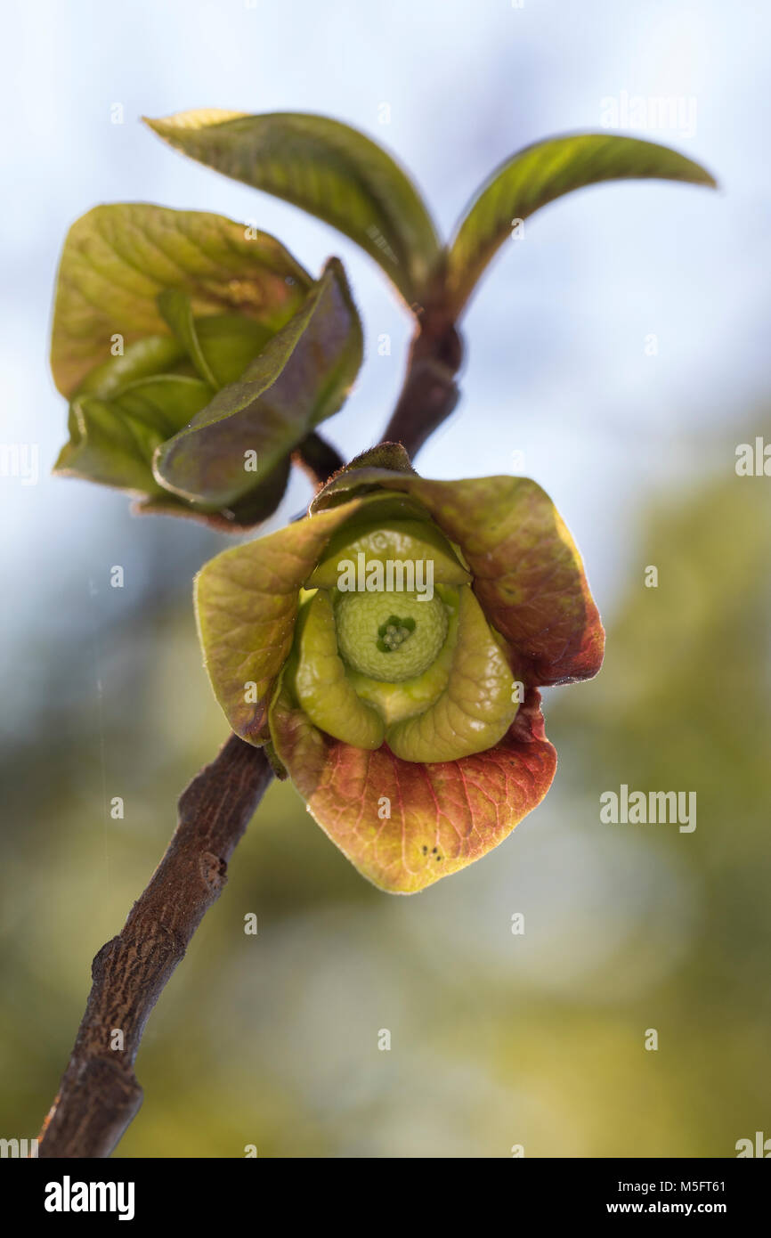 Pawpaw plant hi-res stock photography and images - Alamy