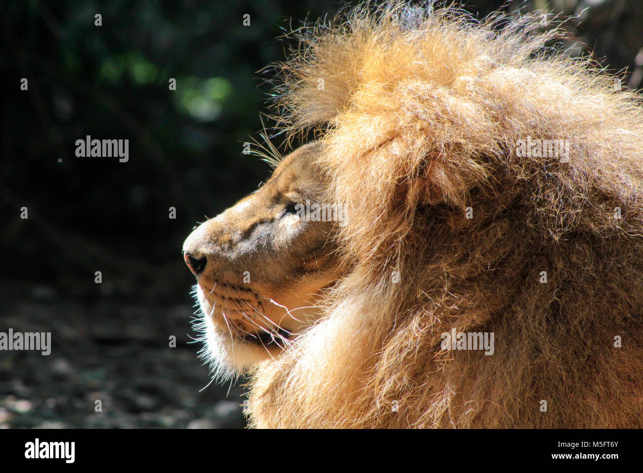 Lion head side profile hi-res stock photography and images - Alamy