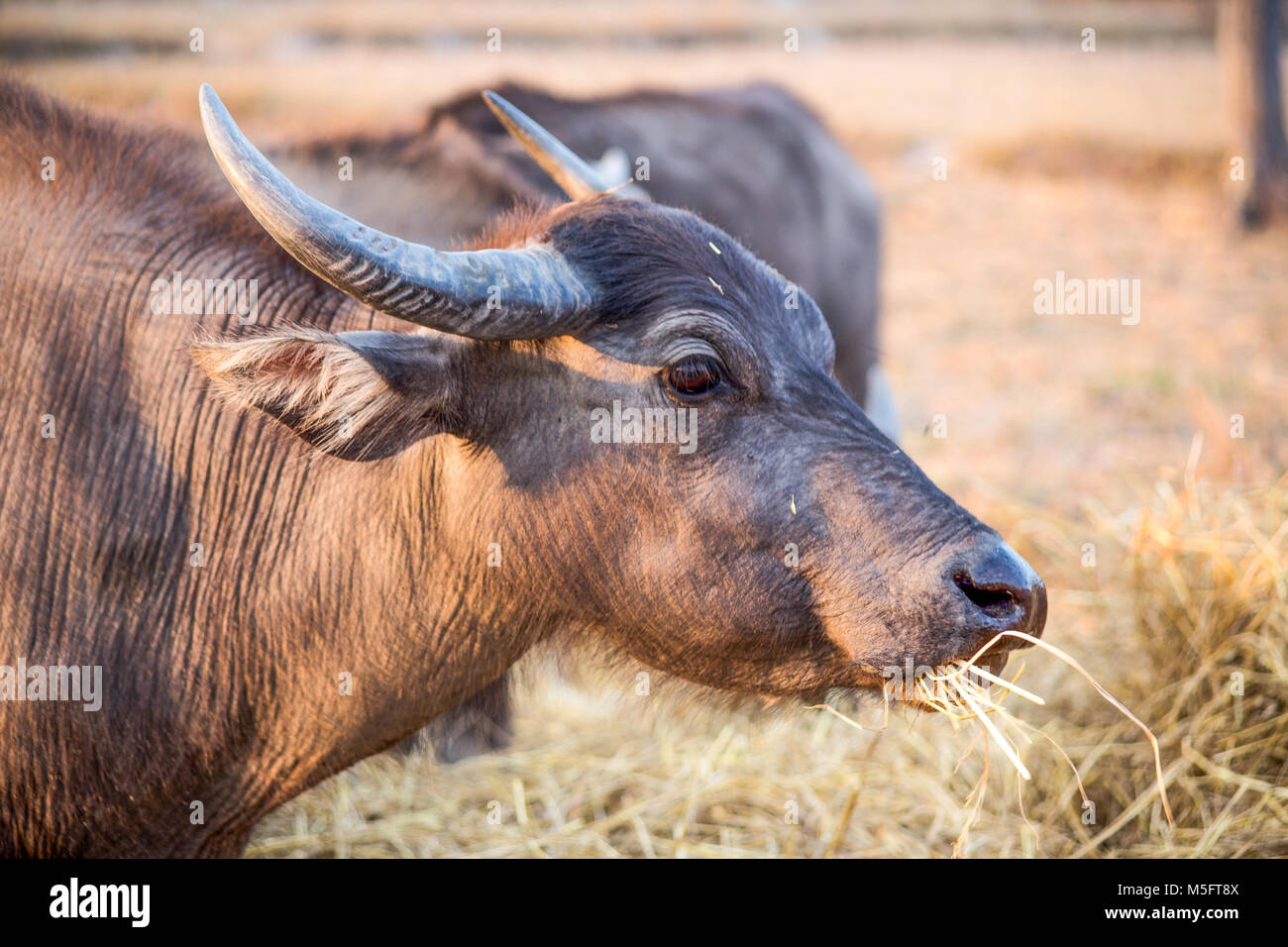 Portrait male water buffalo hi-res stock photography and images - Alamy