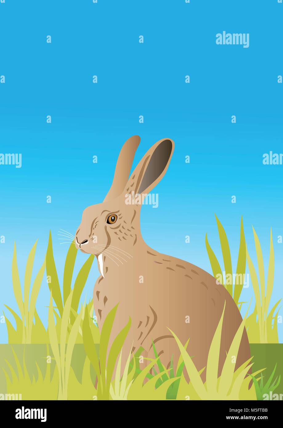 A cartoon illustration of a wild hare resting in a meadow Stock Vector ...