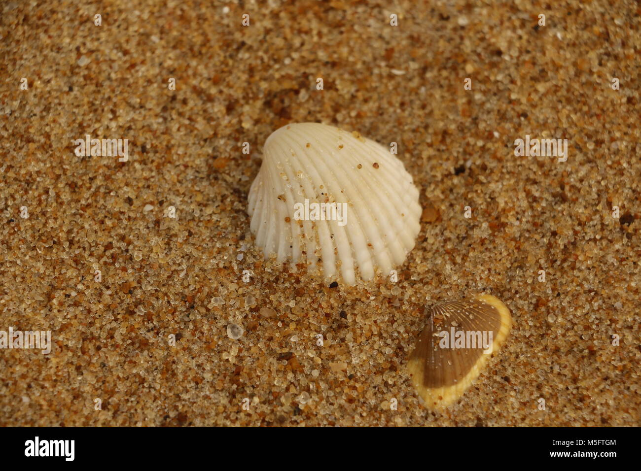 Shells at the beach Stock Photo - Alamy