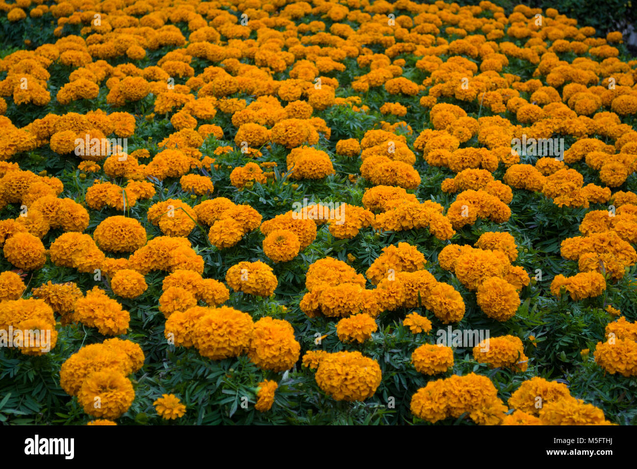 orange tagetes tagetes erecta Stock Photo - Alamy