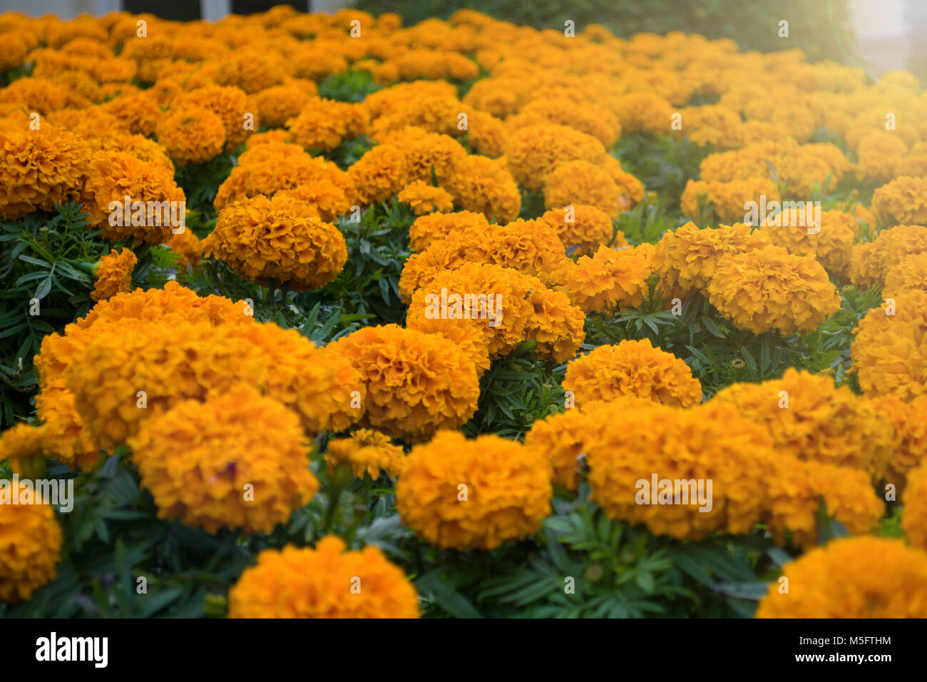 African marigold aztec marigolds mexican tagetes erecta hi-res stock ...