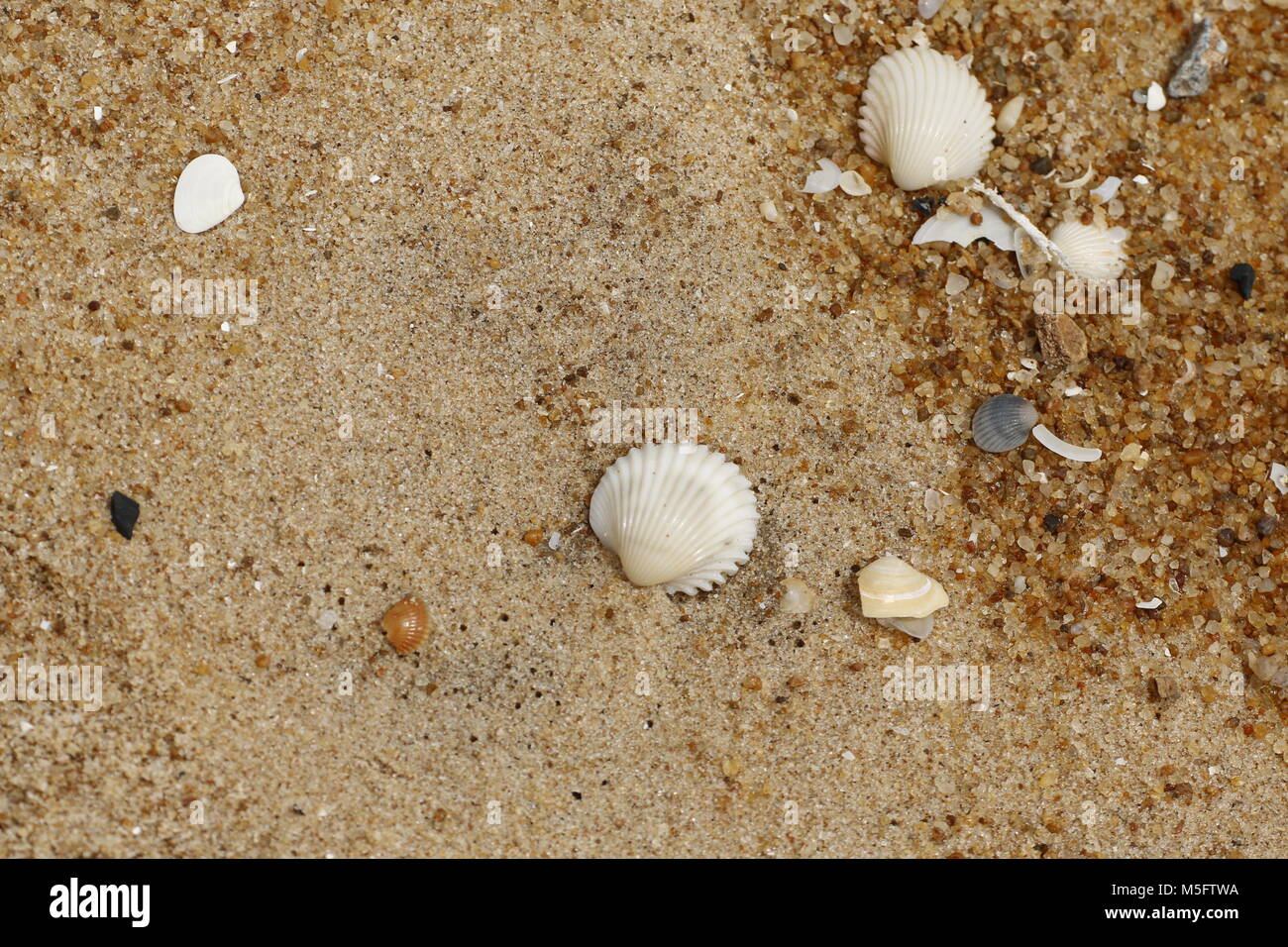 Shells at the beach Stock Photo - Alamy
