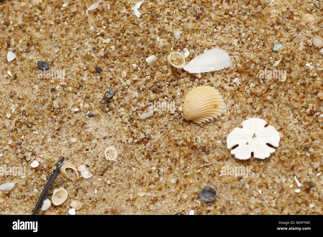 Shells at the beach Stock Photo - Alamy