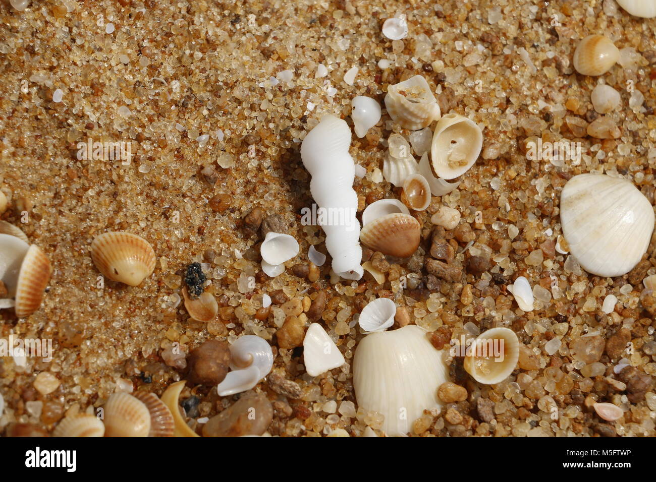 Shells at the beach Stock Photo - Alamy