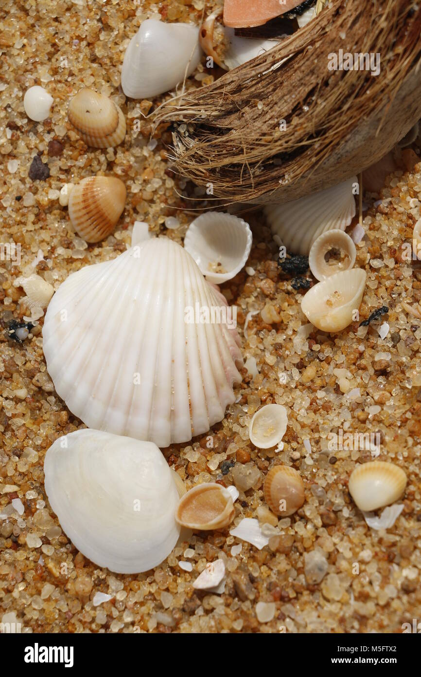 Shells at the beach Stock Photo - Alamy
