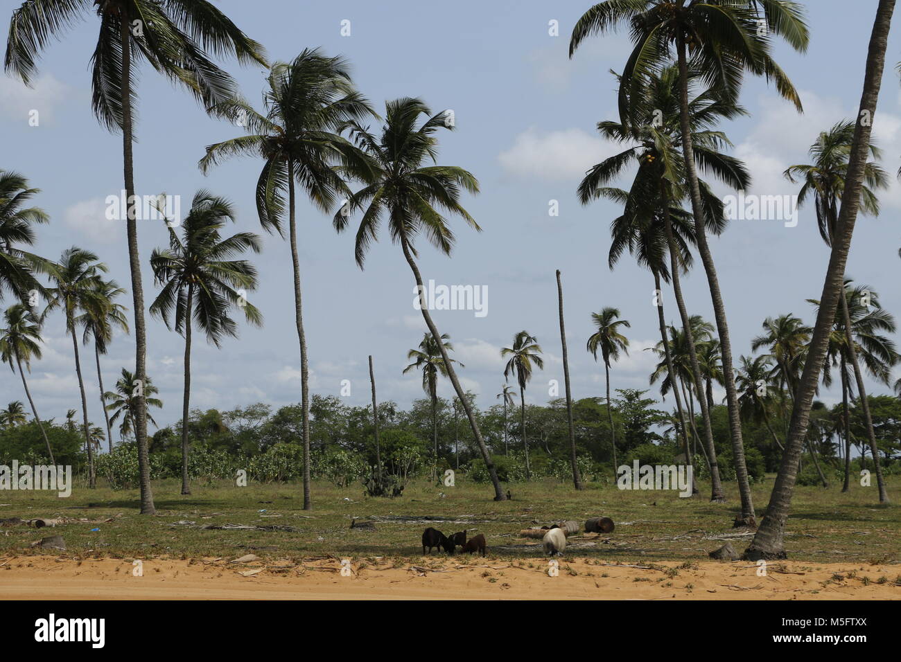 Beach in Benin with palm trees, wide beaches, fishermens houses, beach ...